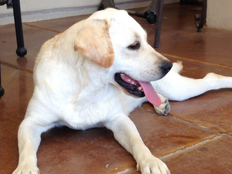 dam-yellow-english-labrador-ruby - My Lab Puppies