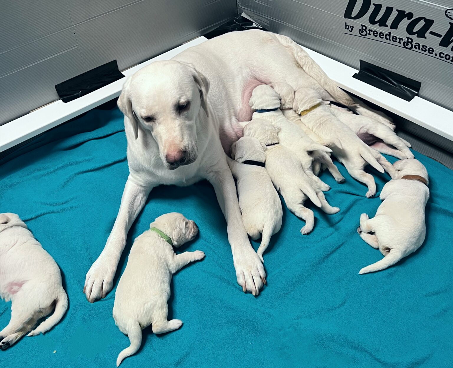 Our White Lab Life - My Lab Puppies