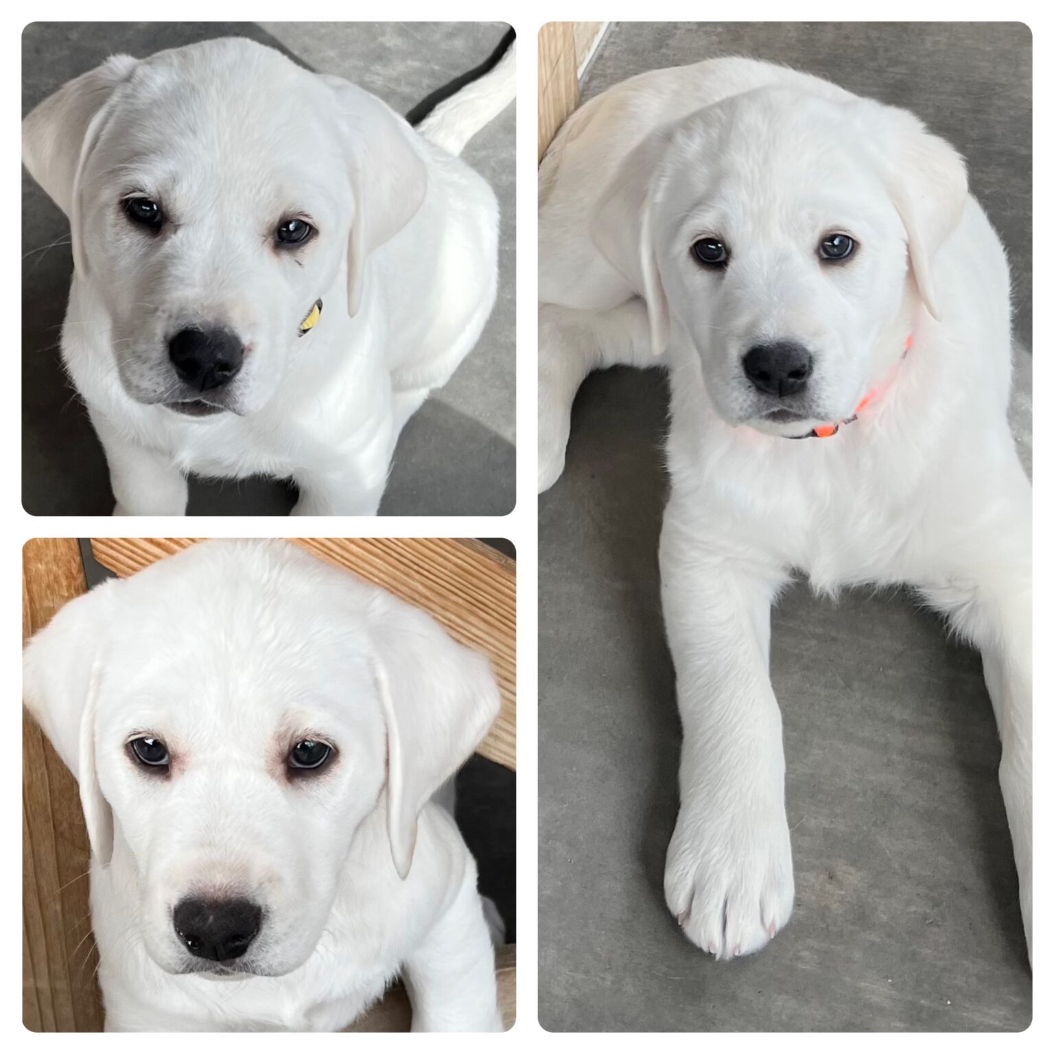 White Lab Puppies For Sale - Watch them train, you won't believe they ...