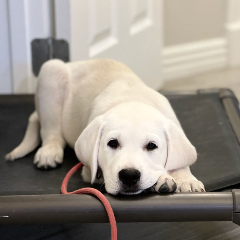 White Labrador Puppies for Sale - My Lab Puppies