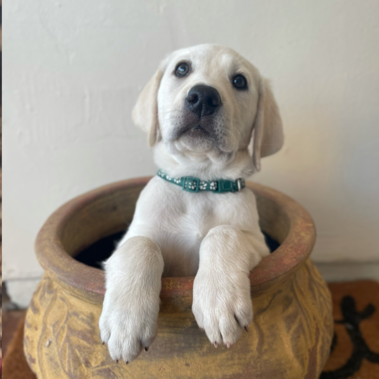 White Labrador Puppies for Sale - My Lab Puppies
