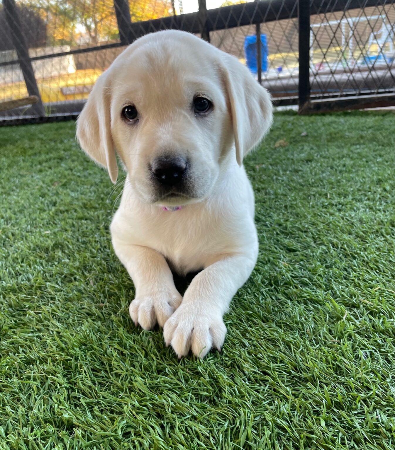 White Labrador Puppies for Sale - My Lab Puppies