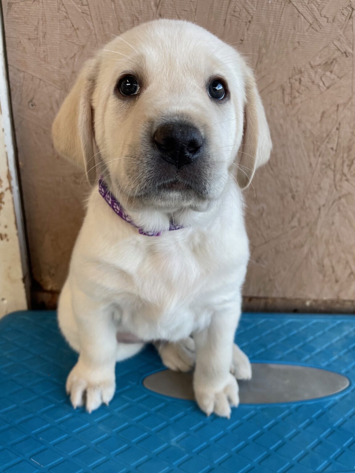White Labrador Puppies for Sale - My Lab Puppies