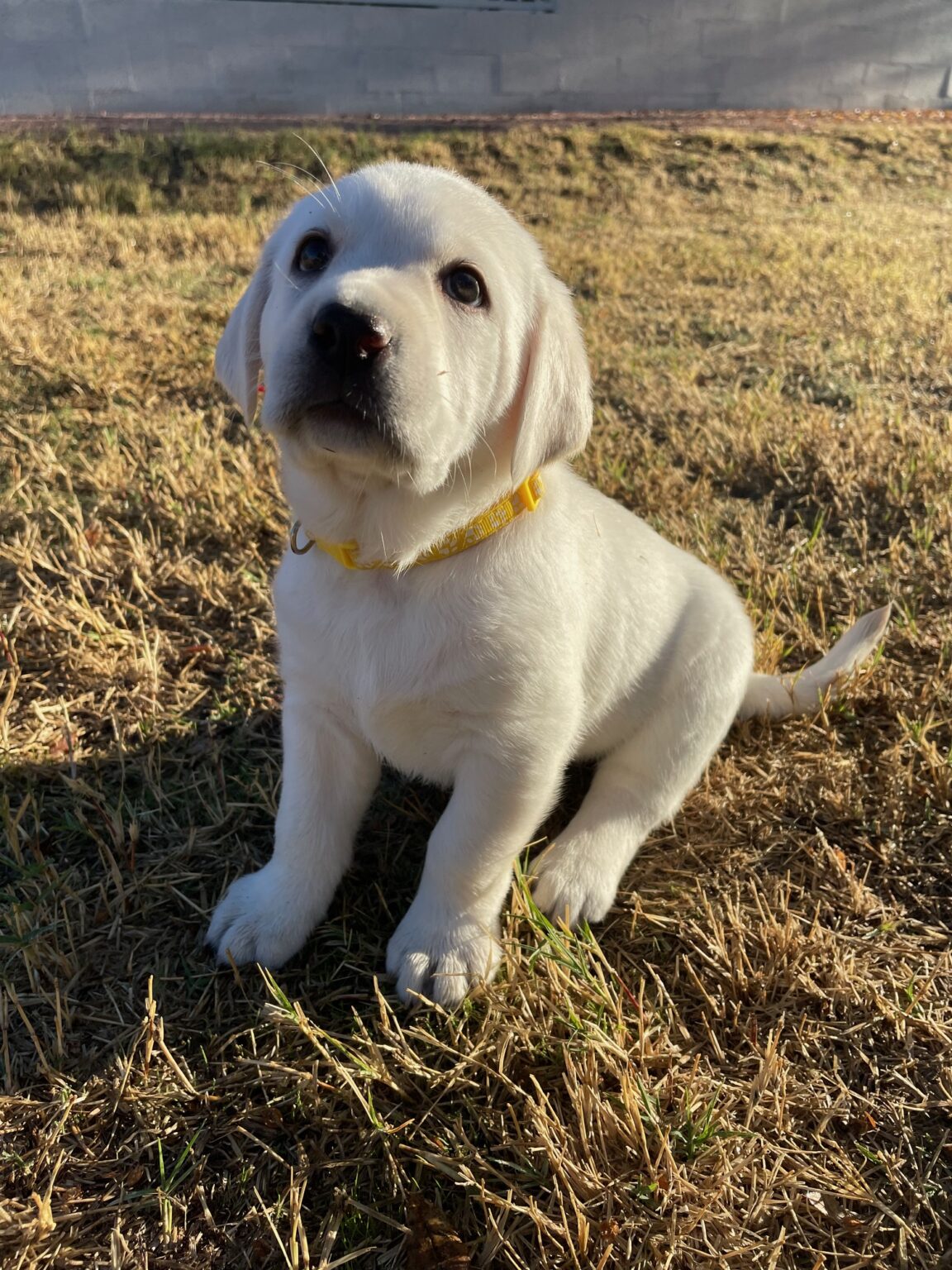 White Labrador Puppies for Sale - My Lab Puppies