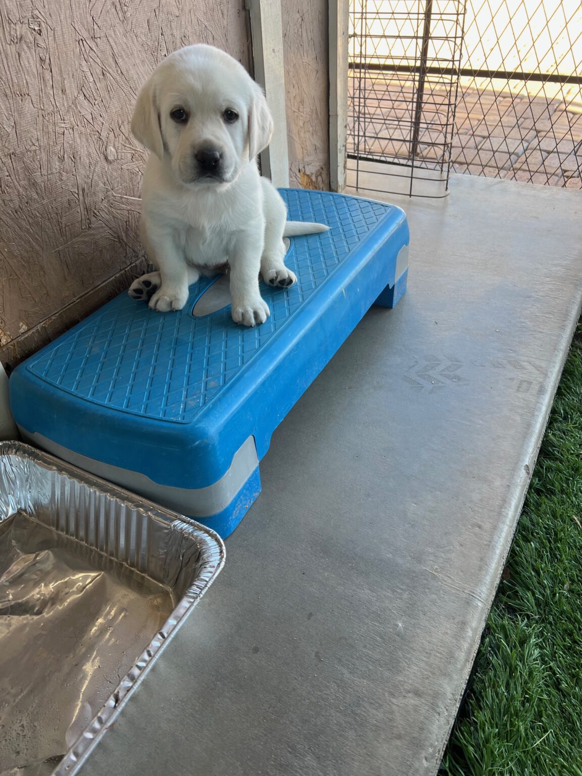 White Labrador Puppies for Sale - My Lab Puppies