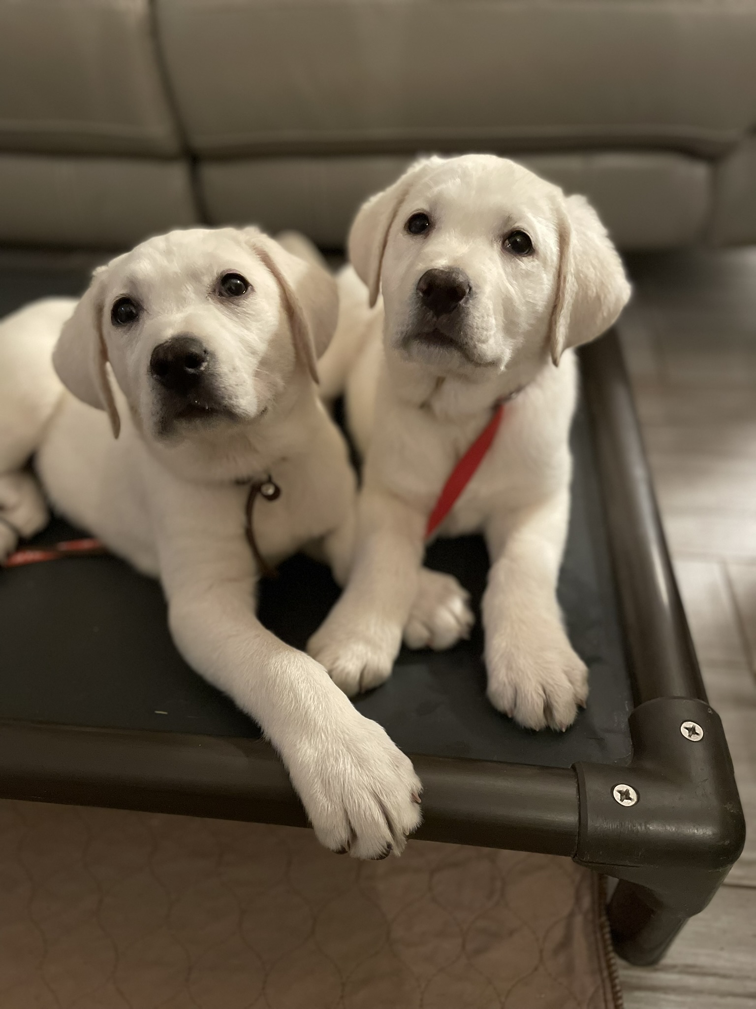 White Labrador Puppies for Sale - My Lab Puppies
