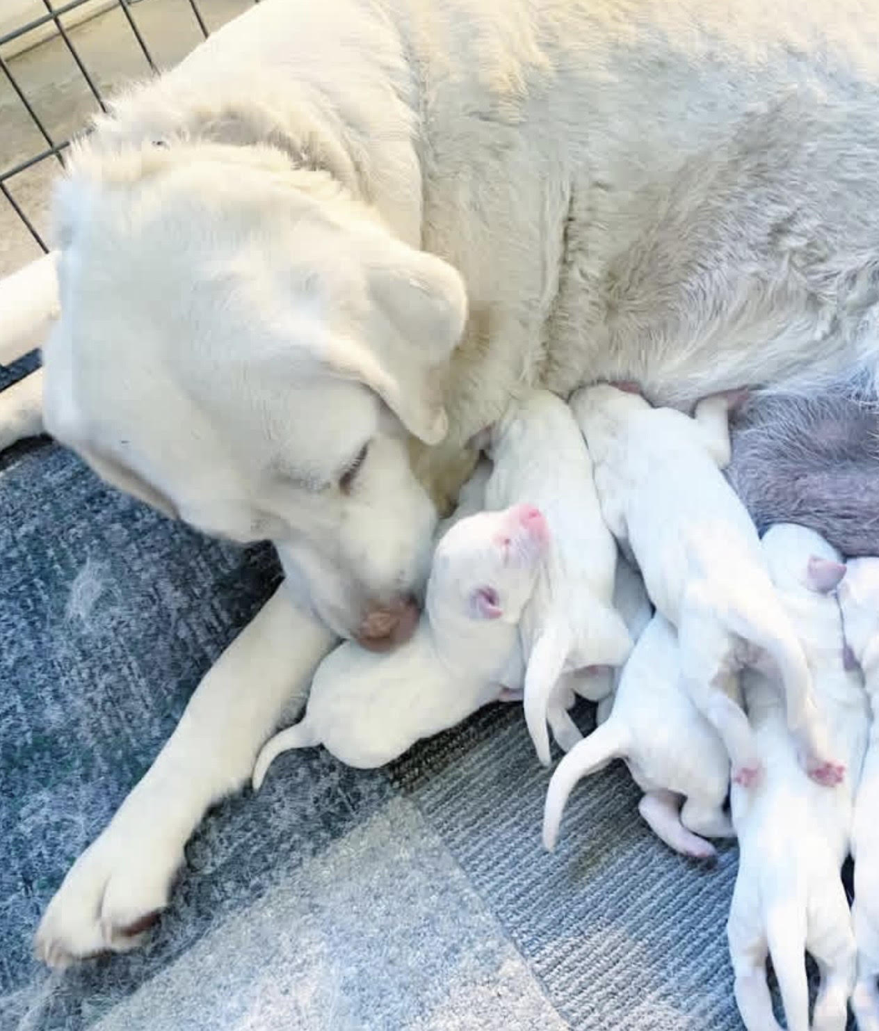 Limited Availability! White Lab Puppies Born Feb 4th 2026 - My Lab Puppies